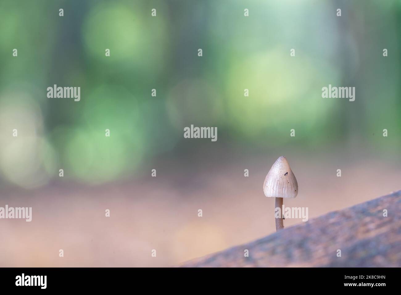 Tiny fungi on Southampton Common, Hampshire, UK Stock Photo - Alamy