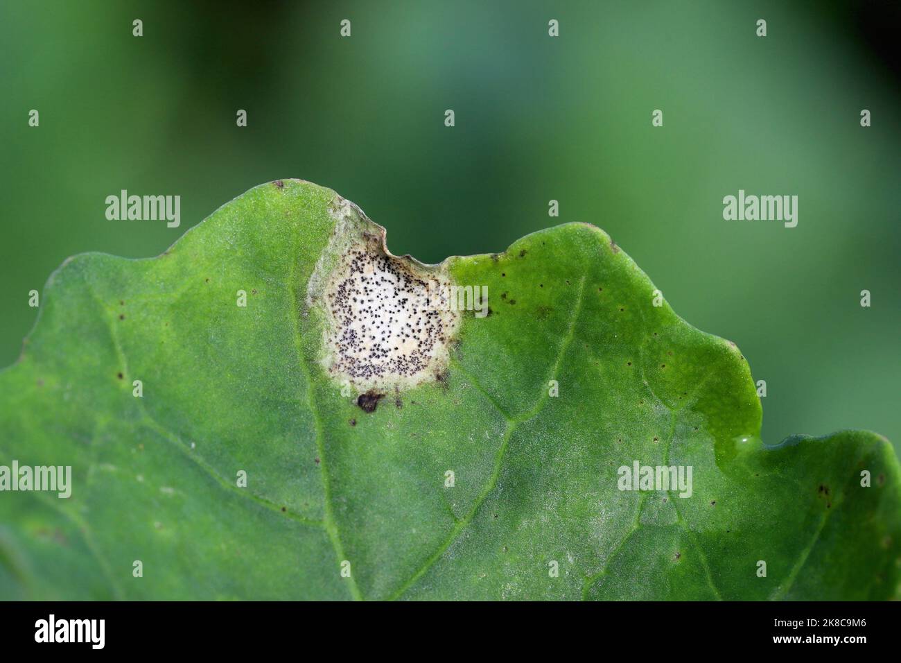 Leaf disease symptoms caused by Leptosphaeria maculans (anamorph Phoma ...