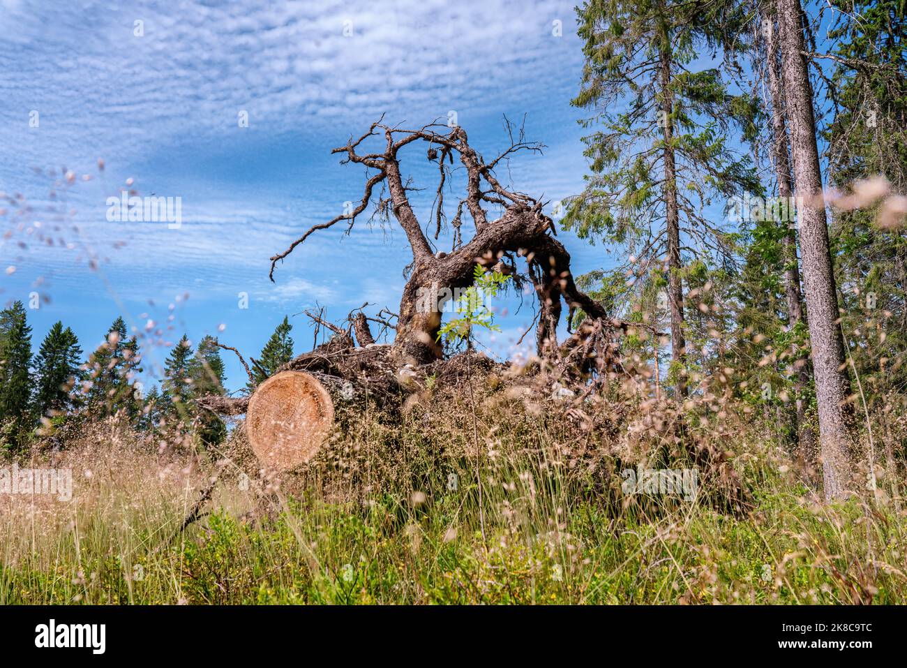 Close up view at giant roots of fallen spruce tree with blue sky as ...