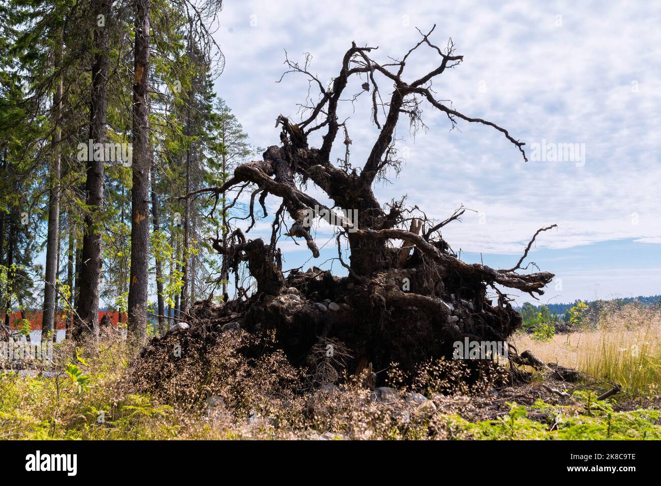 Giant roots of fallen spruce tree with blue sky as background, cut stub ...