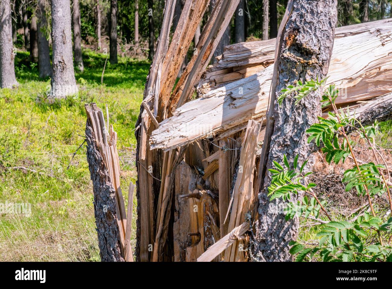 Wind tree landscape hi-res stock photography and images - Alamy