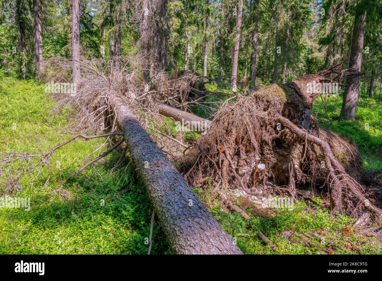 Dried tree roots hi-res stock photography and images - Alamy
