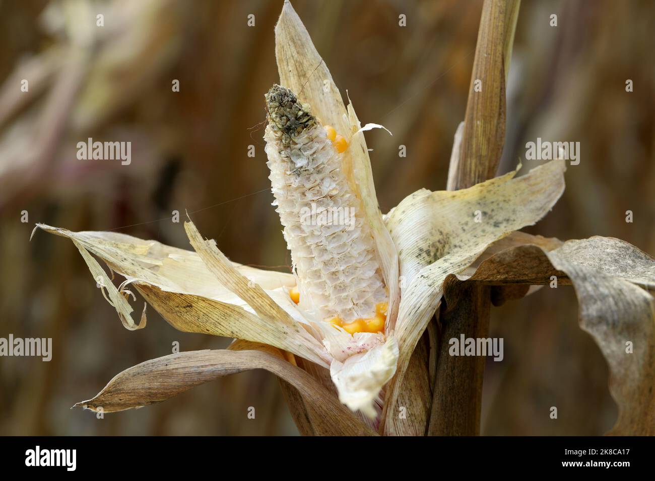 Corn cob eaten by animals pests, animals in crop field Stock Photo - Alamy