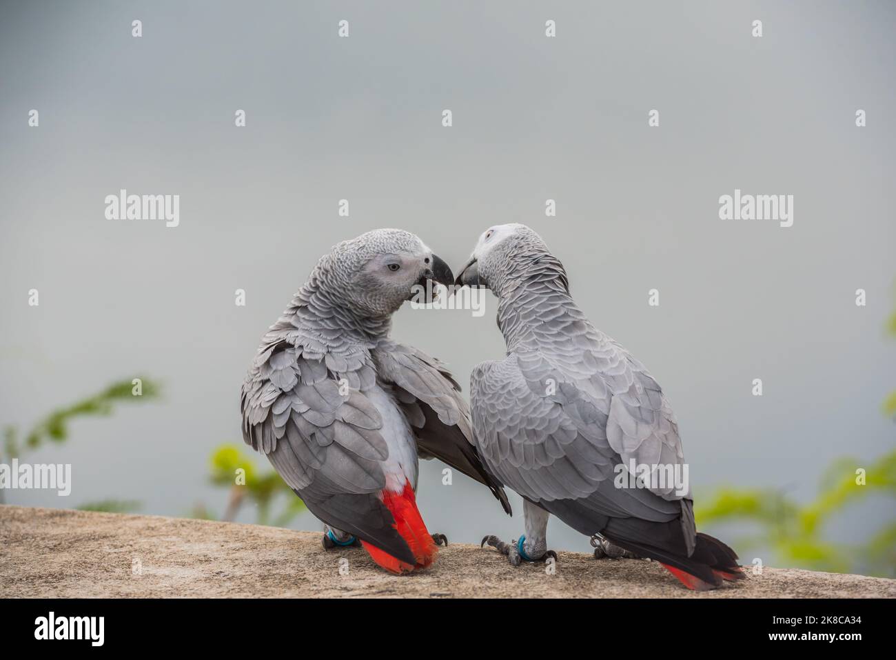 Couple african grey parrots hi-res stock photography and images - Alamy