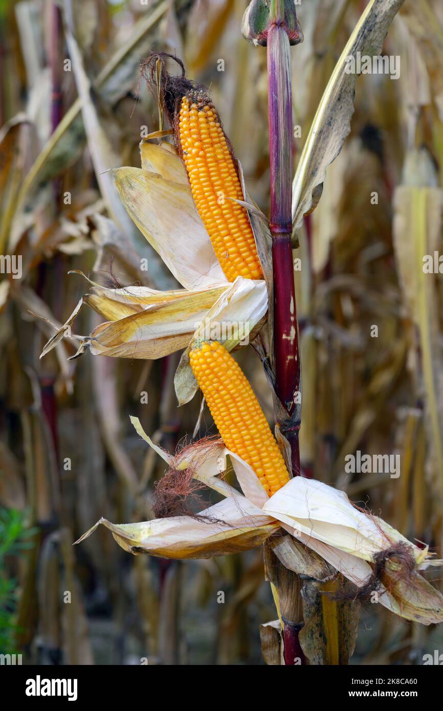 Corn cobs in a crop field Stock Photo - Alamy