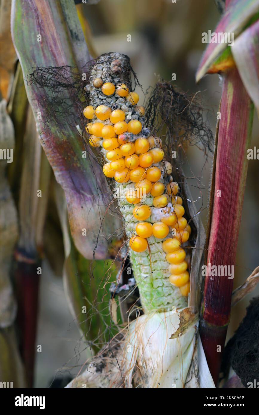 Corn crop farming hi-res stock photography and images - Alamy