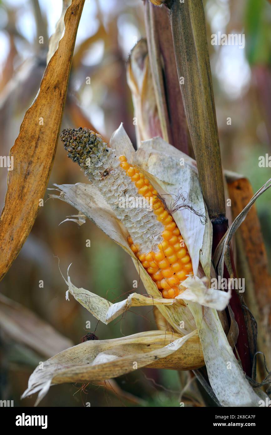 Corn cob eaten by animals pests, animals in crop field Stock Photo - Alamy