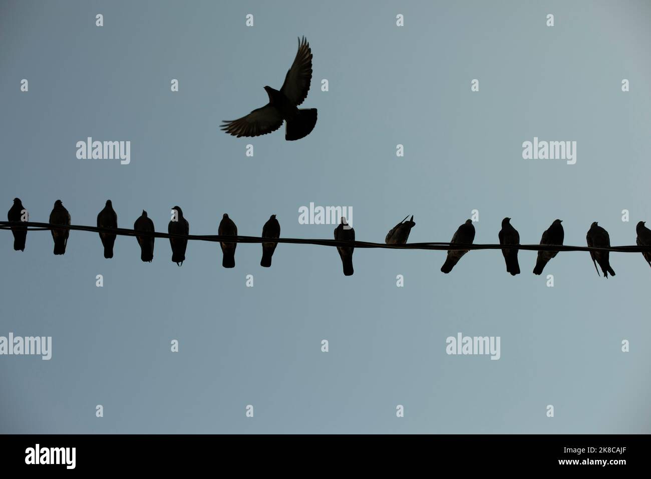 Pigeons on wire. Pigeon flies in sky. Wingspan. Number of birds ...