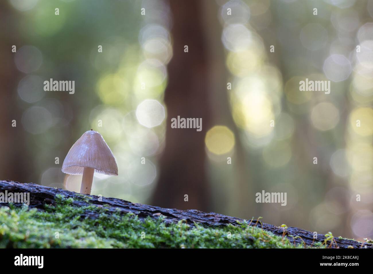 Tiny fungi on Southampton Common, Hampshire, UK Stock Photo - Alamy