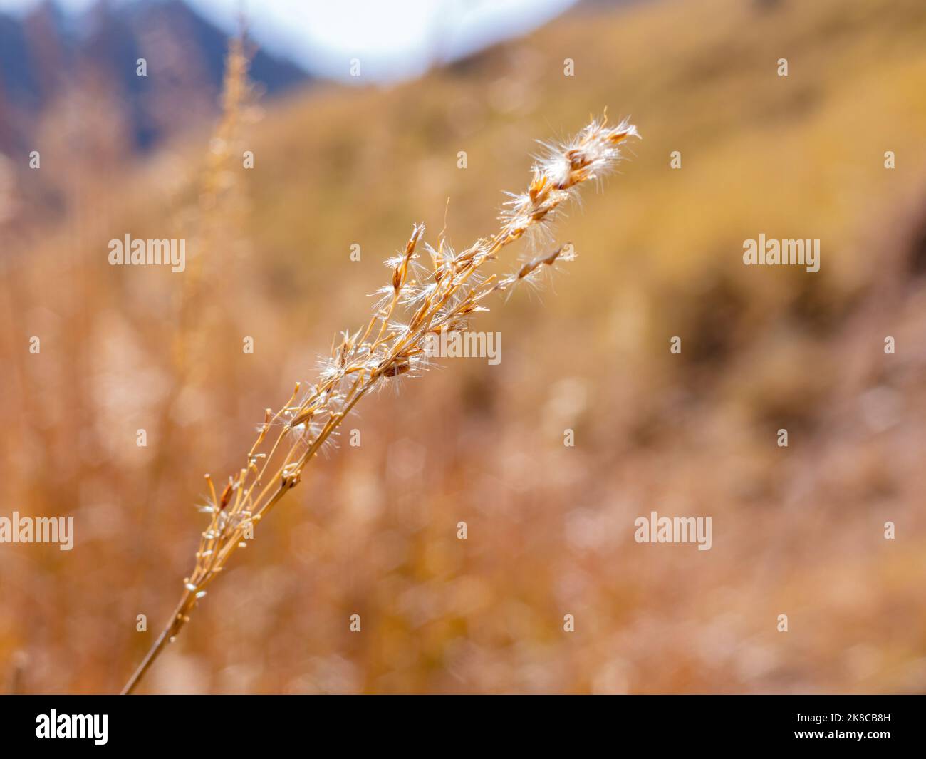 Silvergrass hi-res stock photography and images - Alamy