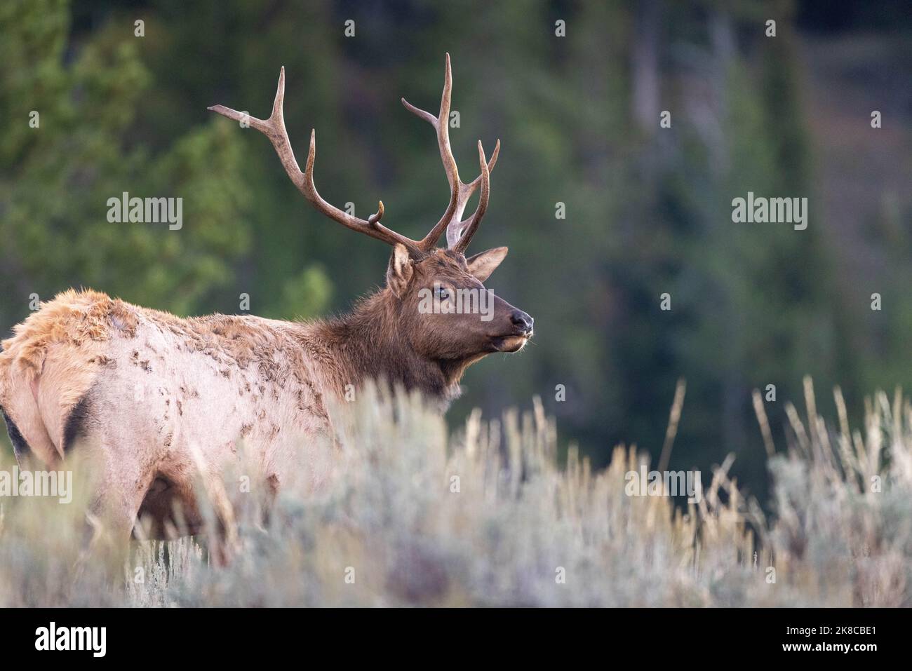 A bull elk looking out over a large field of sagebrush from a small ...