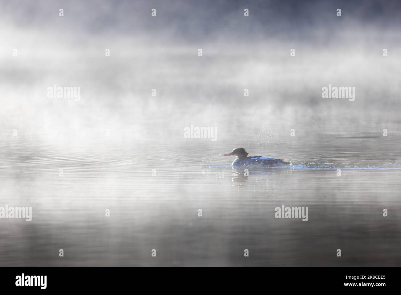 A merganser duck shaking off excess water as it swims through fog ...