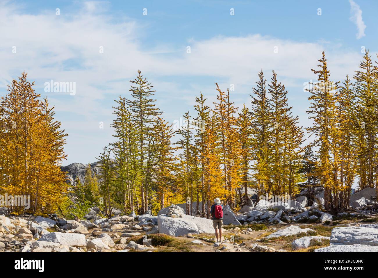 Beautiful golden larches in mountains, Fall season Stock Photo - Alamy