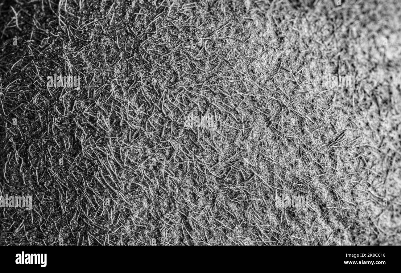 The peel of a kiwi fruit close-up. Structure with hairs. The surface of ...