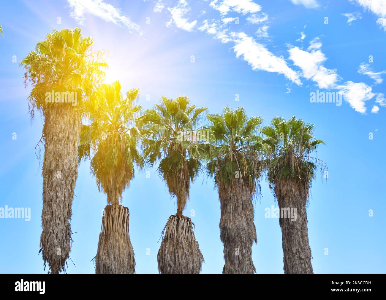 Hairy nice palms trees in the blue sunny sky Stock Photo - Alamy