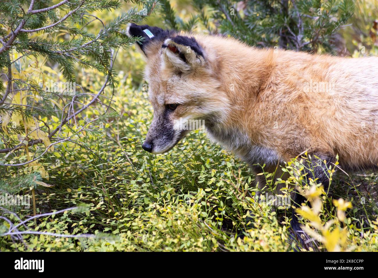 A tagged red fox listening for prey in a small field of autumn leaves ...