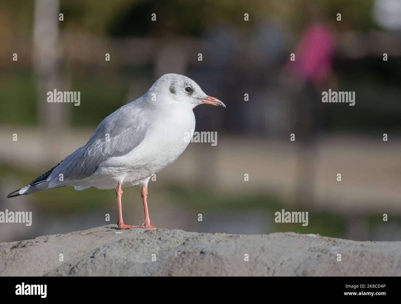 Cute seagull standing on the rock with blurred background Stock Photo ...