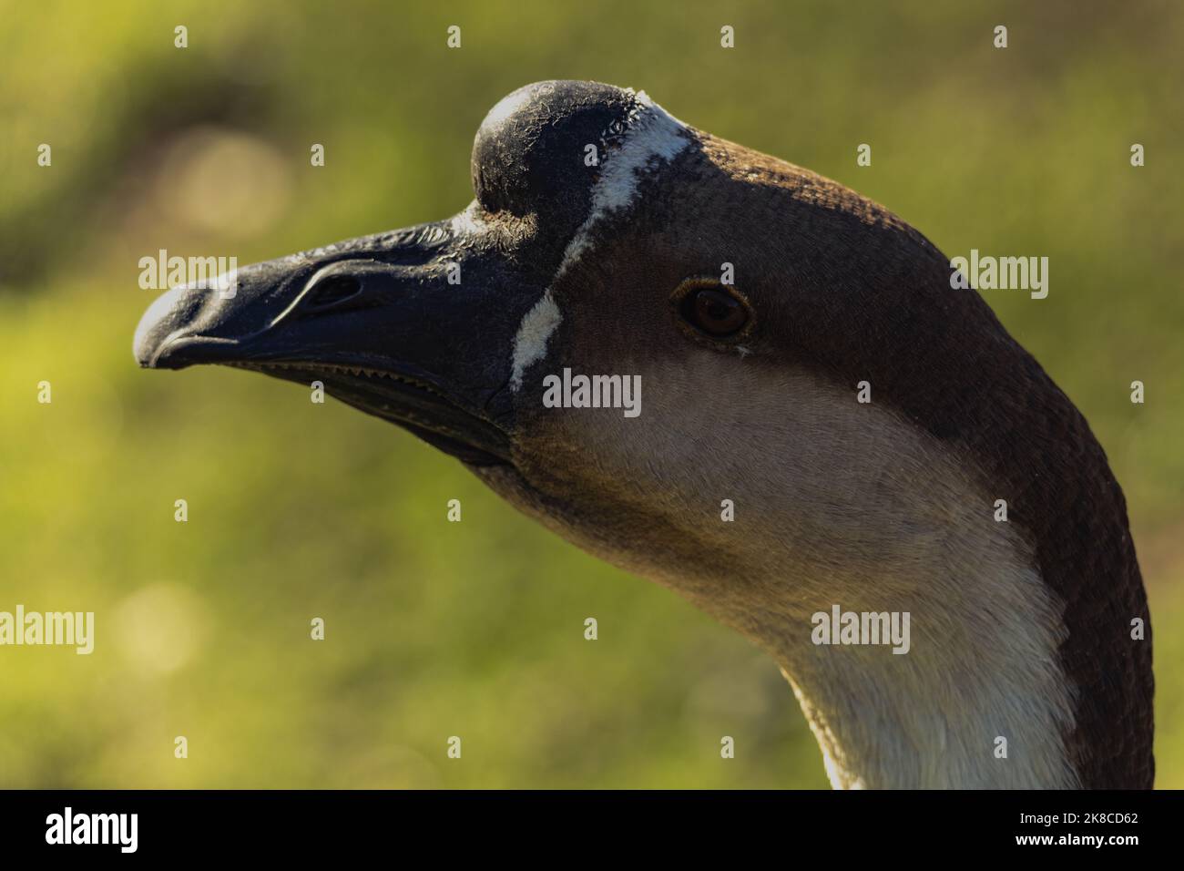 Goose look beak eye hi-res stock photography and images - Alamy