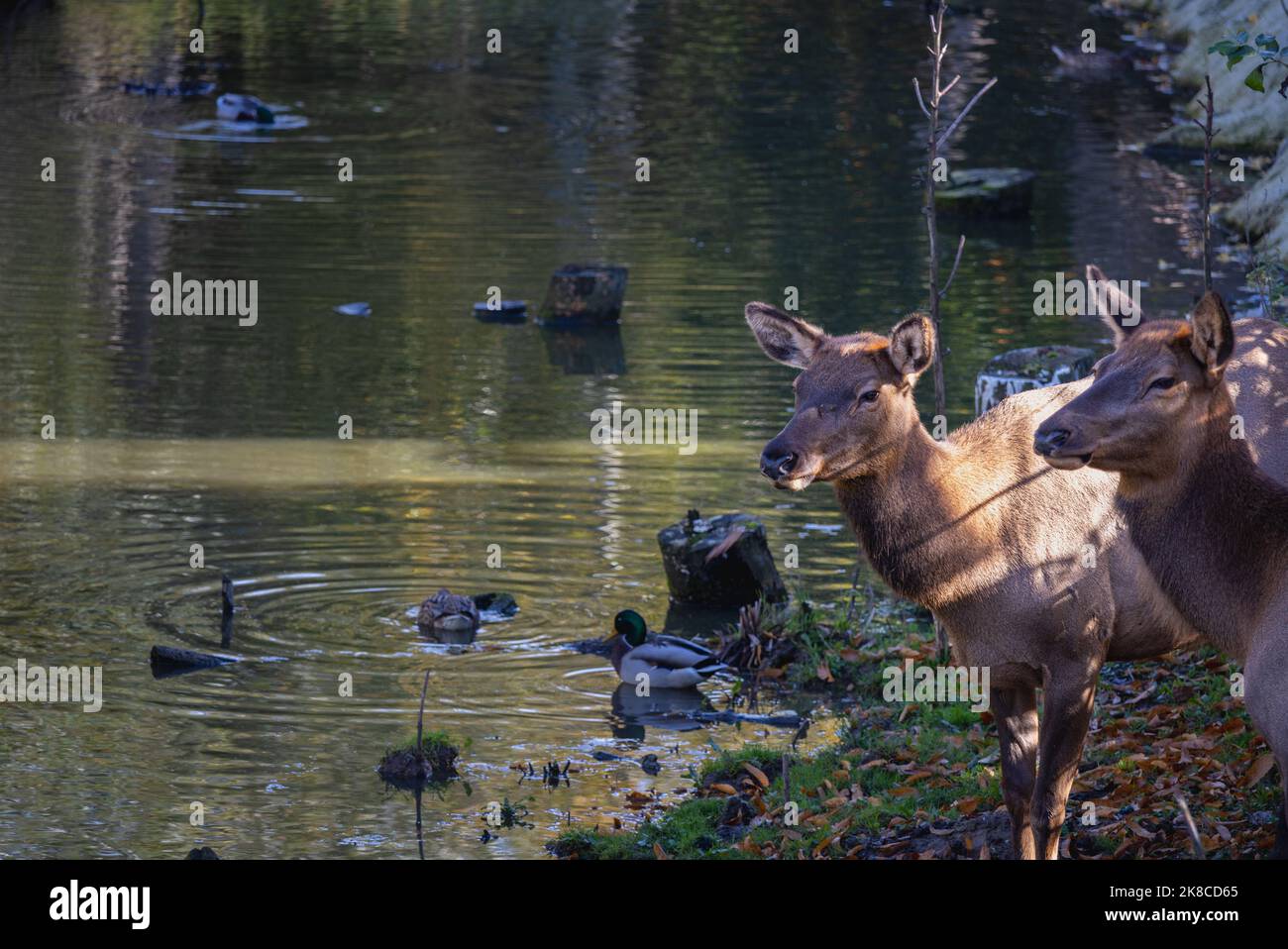 Two deers stand near lake with ducks. Animal in the wild Stock Photo ...