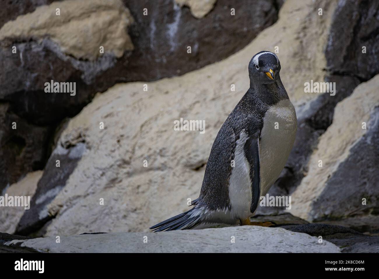 Cute penguin standing on the rock in cold weather Stock Photo - Alamy