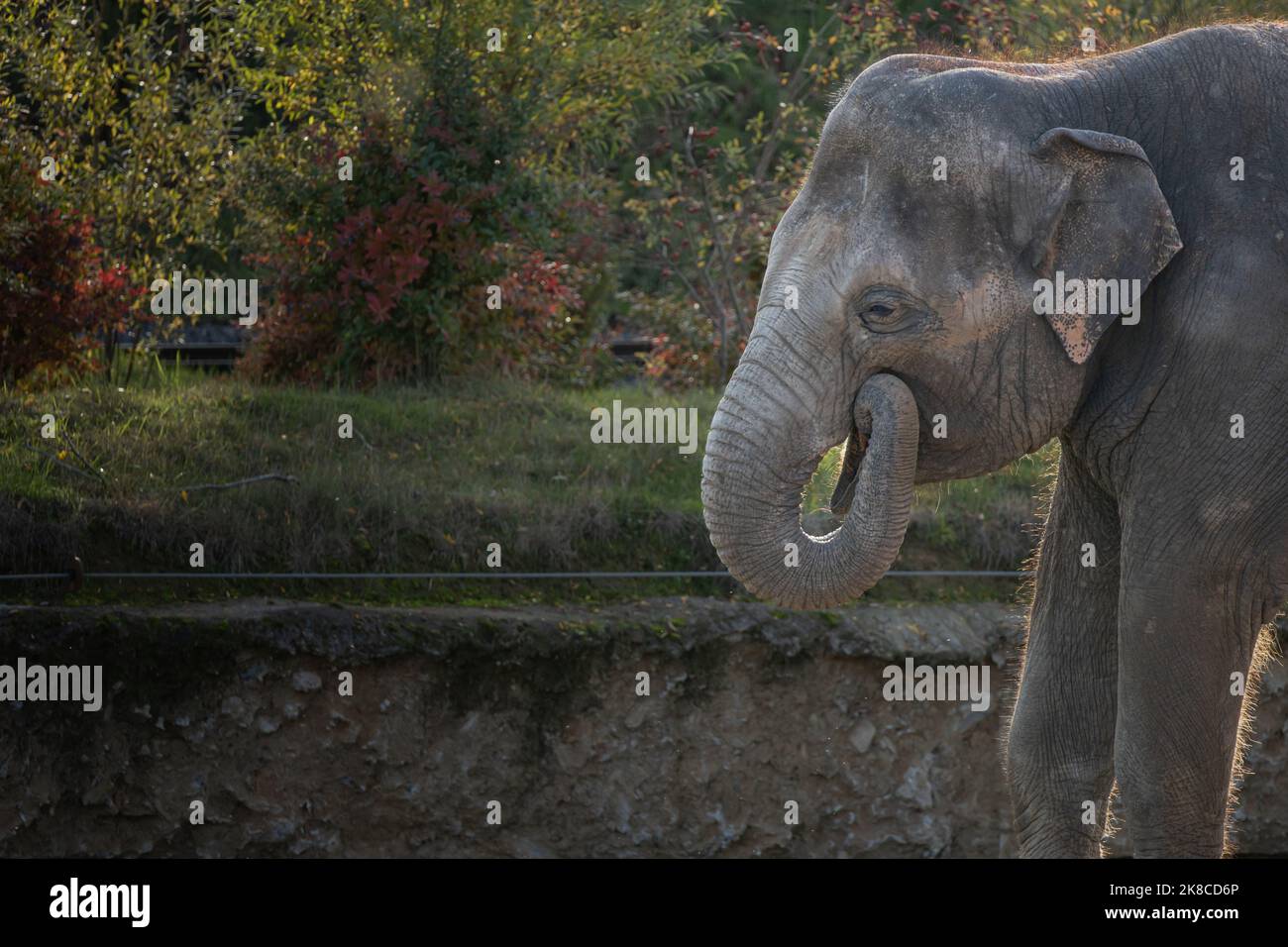 Asian elephant eating. Smiling elephant. Funny elephant Stock Photo - Alamy