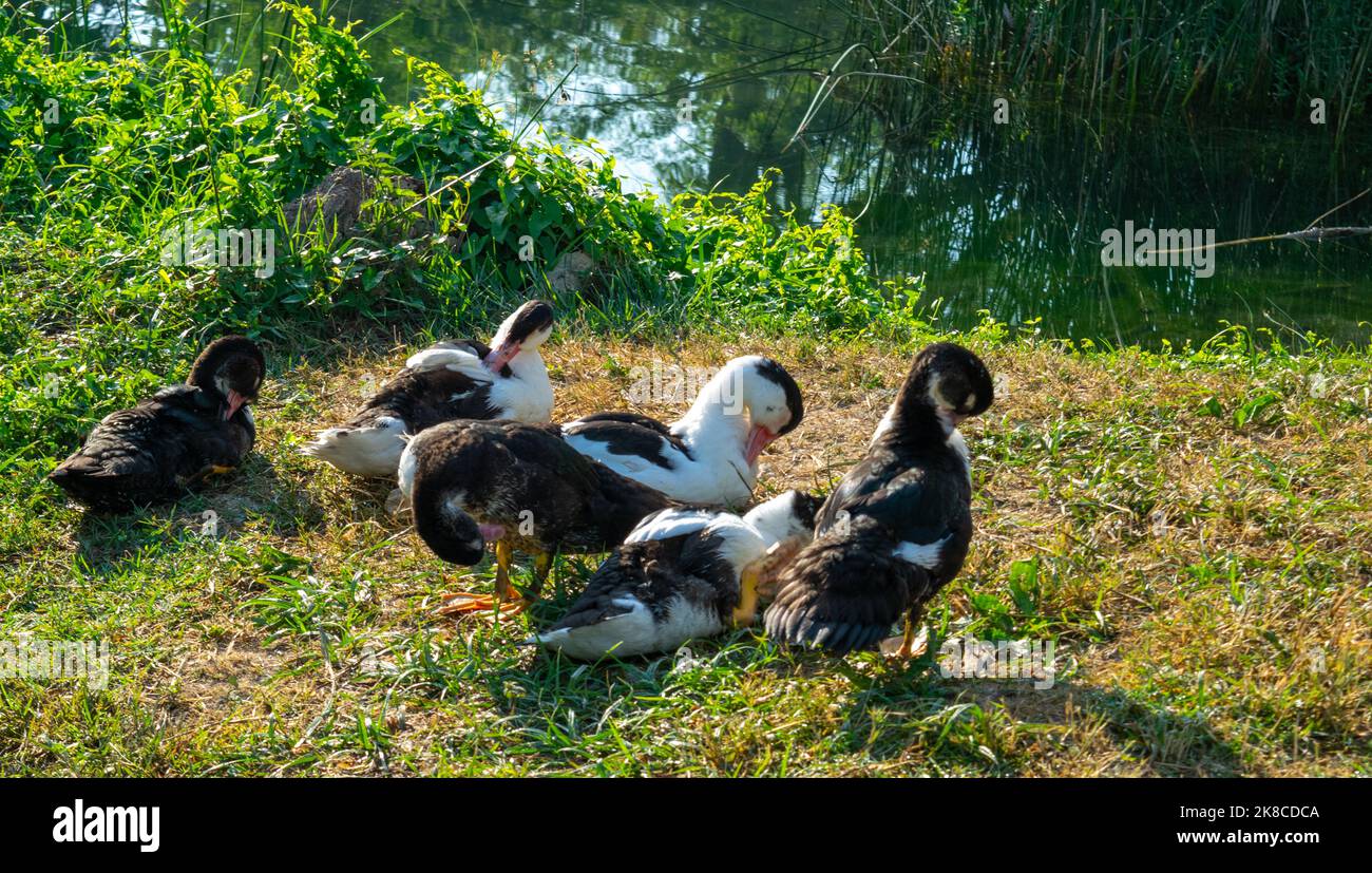 Cleaning livestock hi-res stock photography and images - Alamy