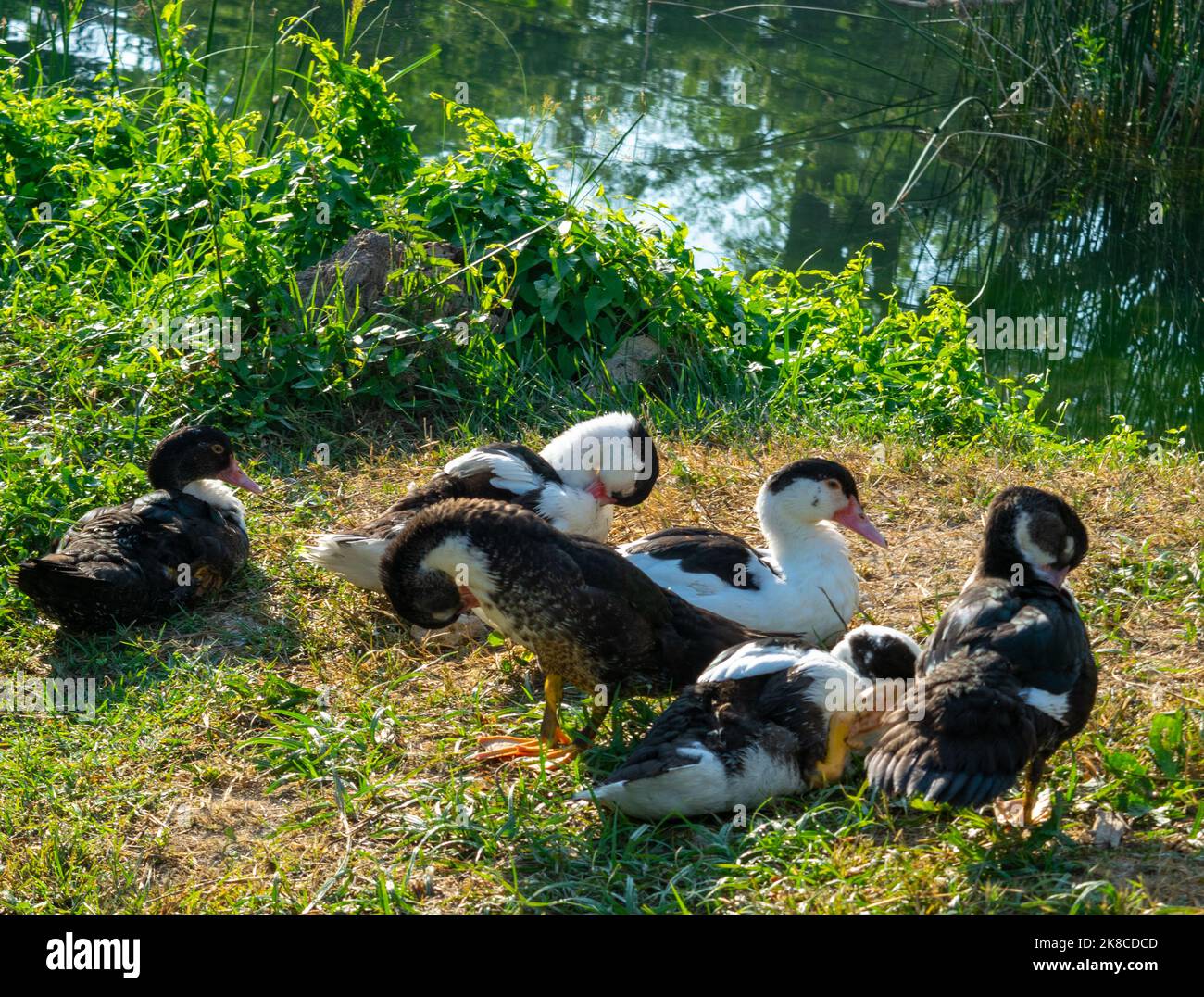 Family of ducks cleaning them self Stock Photo - Alamy