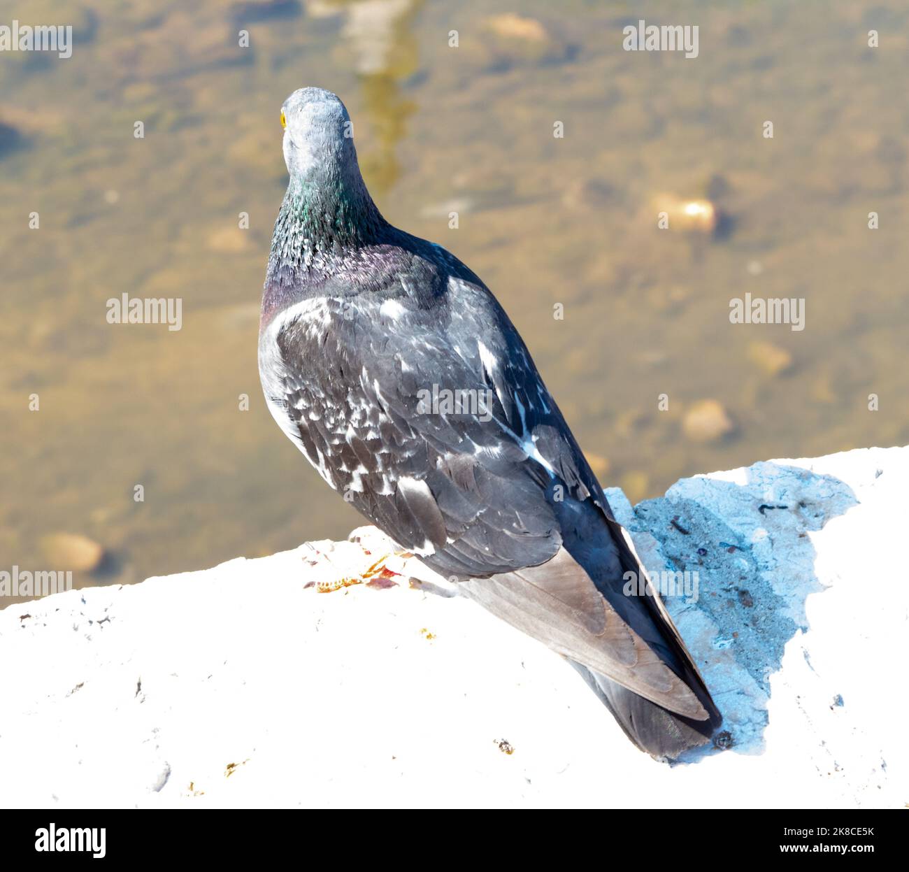 Pigeon head portrait illustration hi-res stock photography and images ...