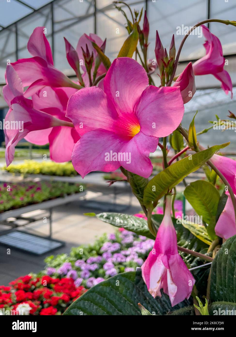 chilenischer Jasmin flower Stock Photo - Alamy