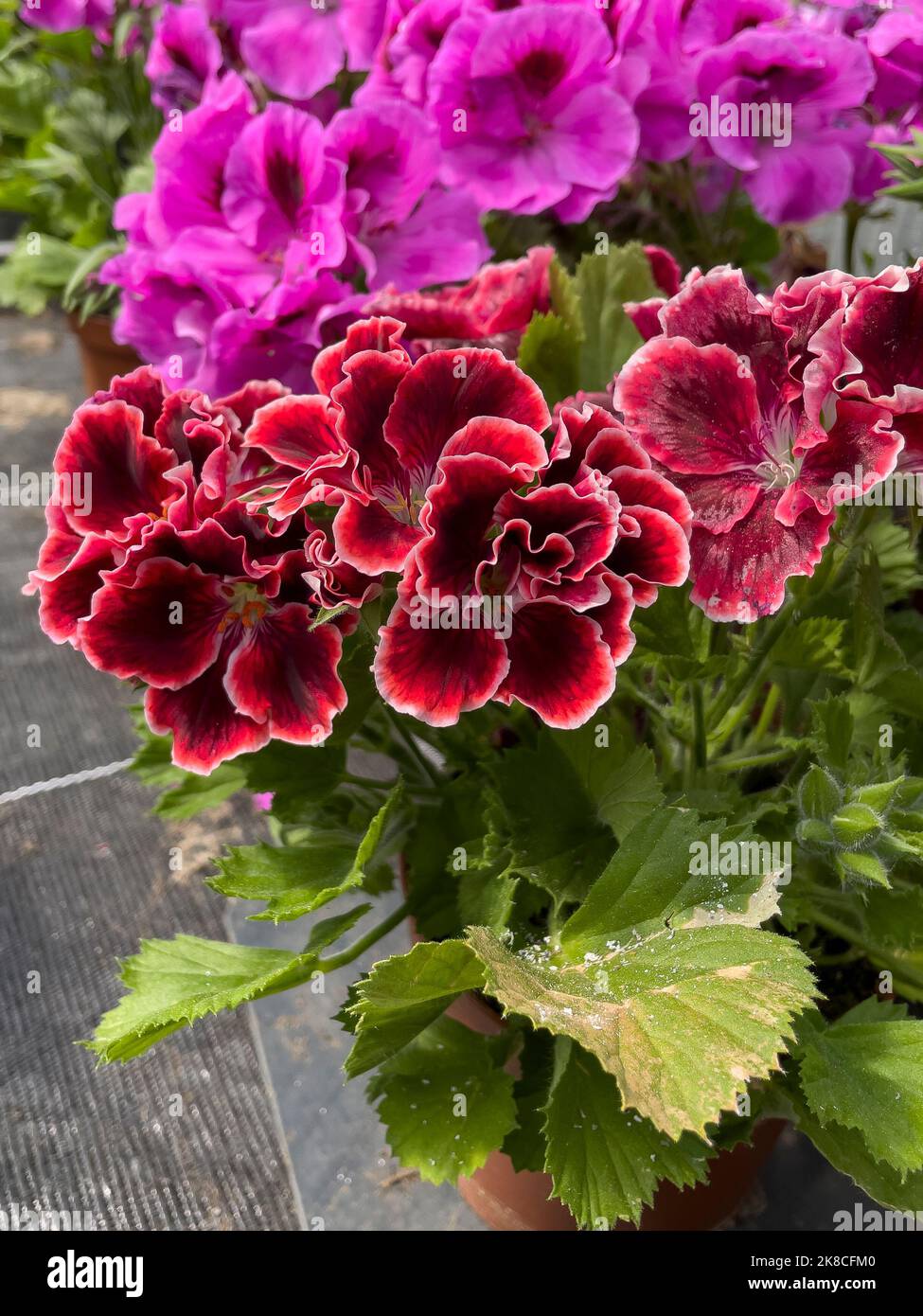 Pelargonie hi-res stock photography and images - Alamy