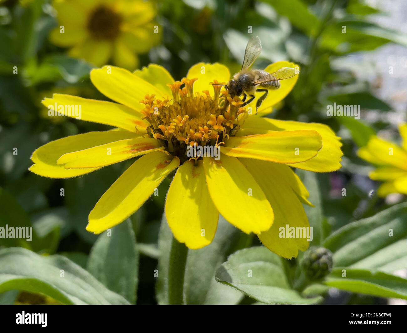bee on a schmalblättriege Zinnie flower Stock Photo - Alamy