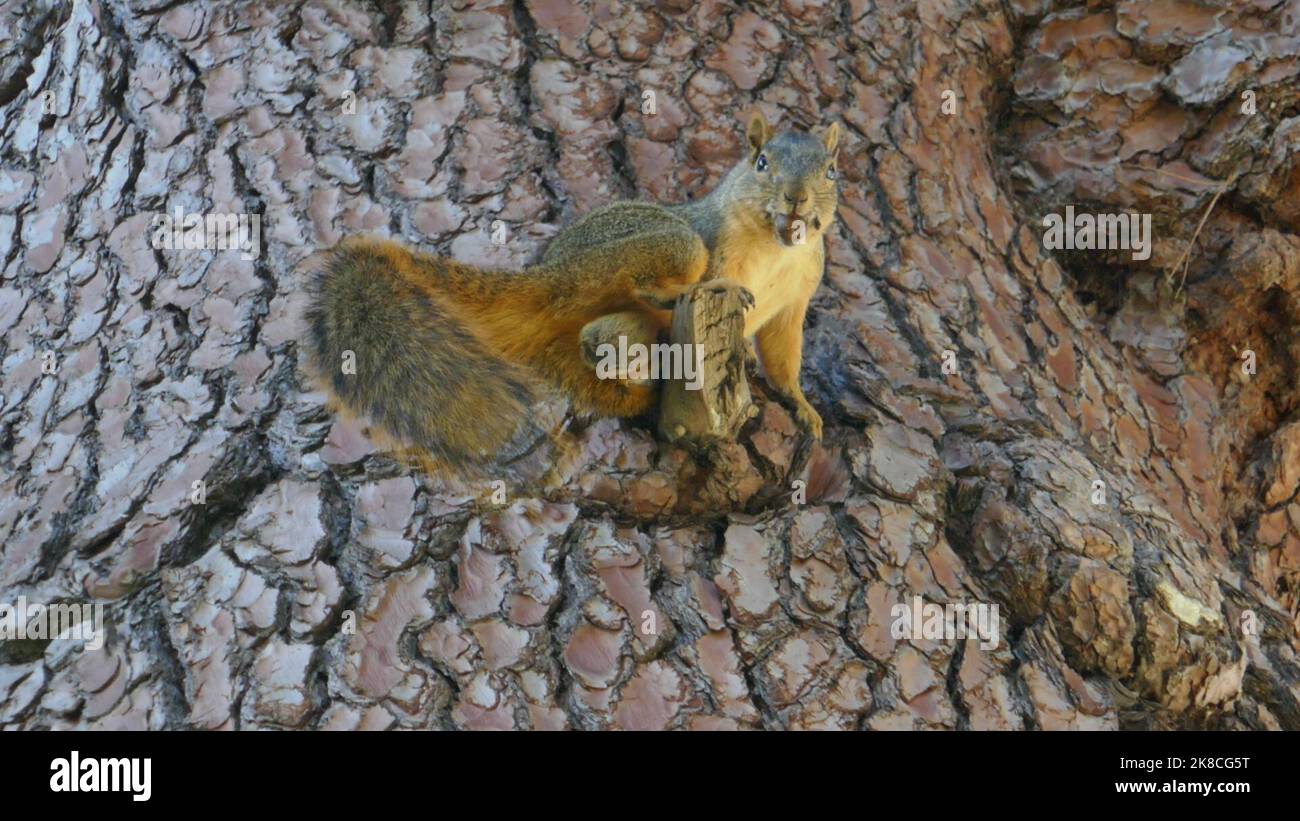 Inglewood, California, USA 19th October 2022 Squirrel with Acorn in ...
