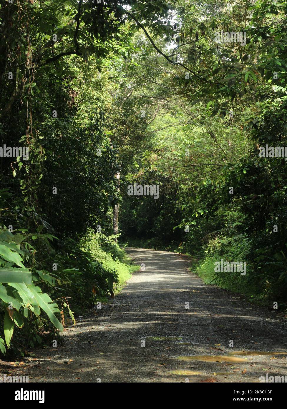 Rural road to Carate in the Osa Peninsula, Costa Rica Stock Photo - Alamy