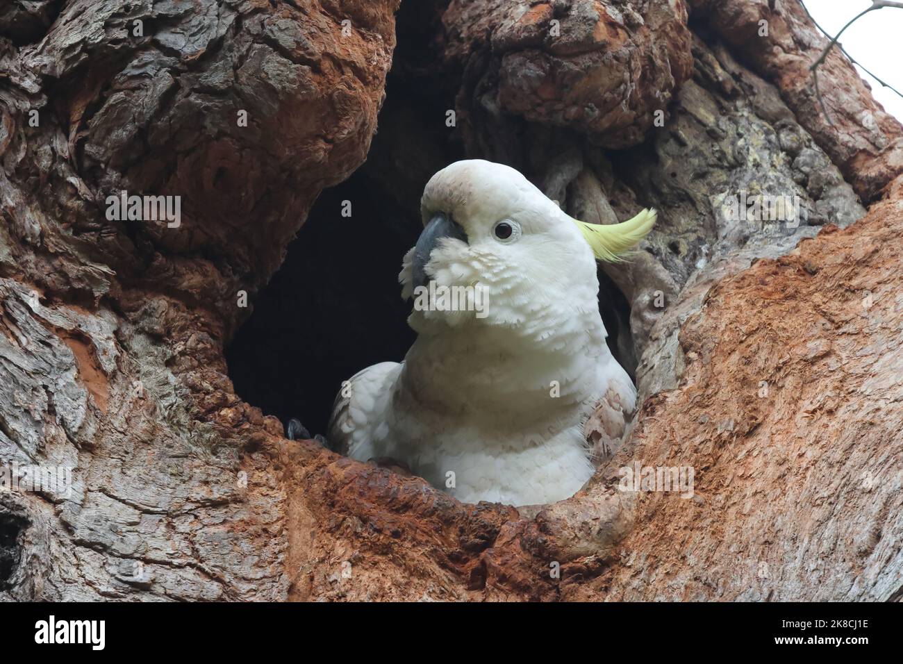 Sulphur-crested Cockatoo at nest hollow Stock Photo - Alamy