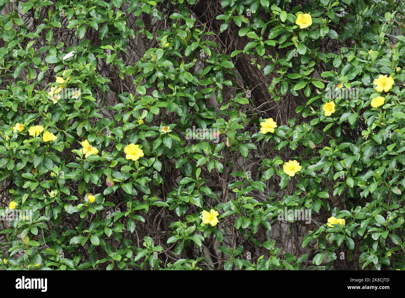 Climbing Guinea Flower, Hibbertia scandens Stock Photo - Alamy