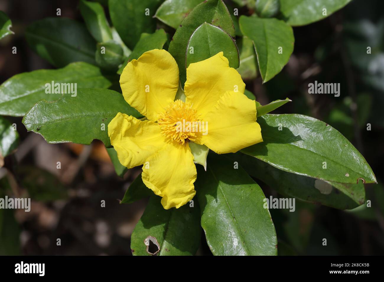 Climbing Guinea Flower, Hibbertia scandens Stock Photo - Alamy