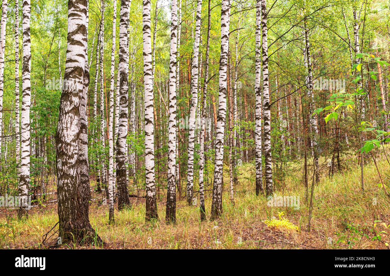 Birch in tall grass hi-res stock photography and images - Alamy
