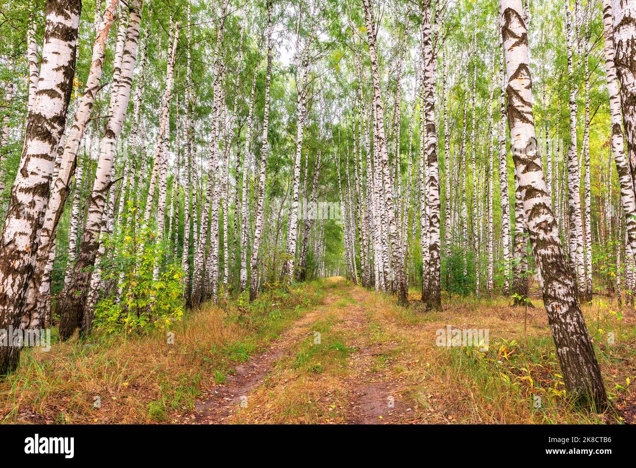 Old tall withered tree hi-res stock photography and images - Alamy