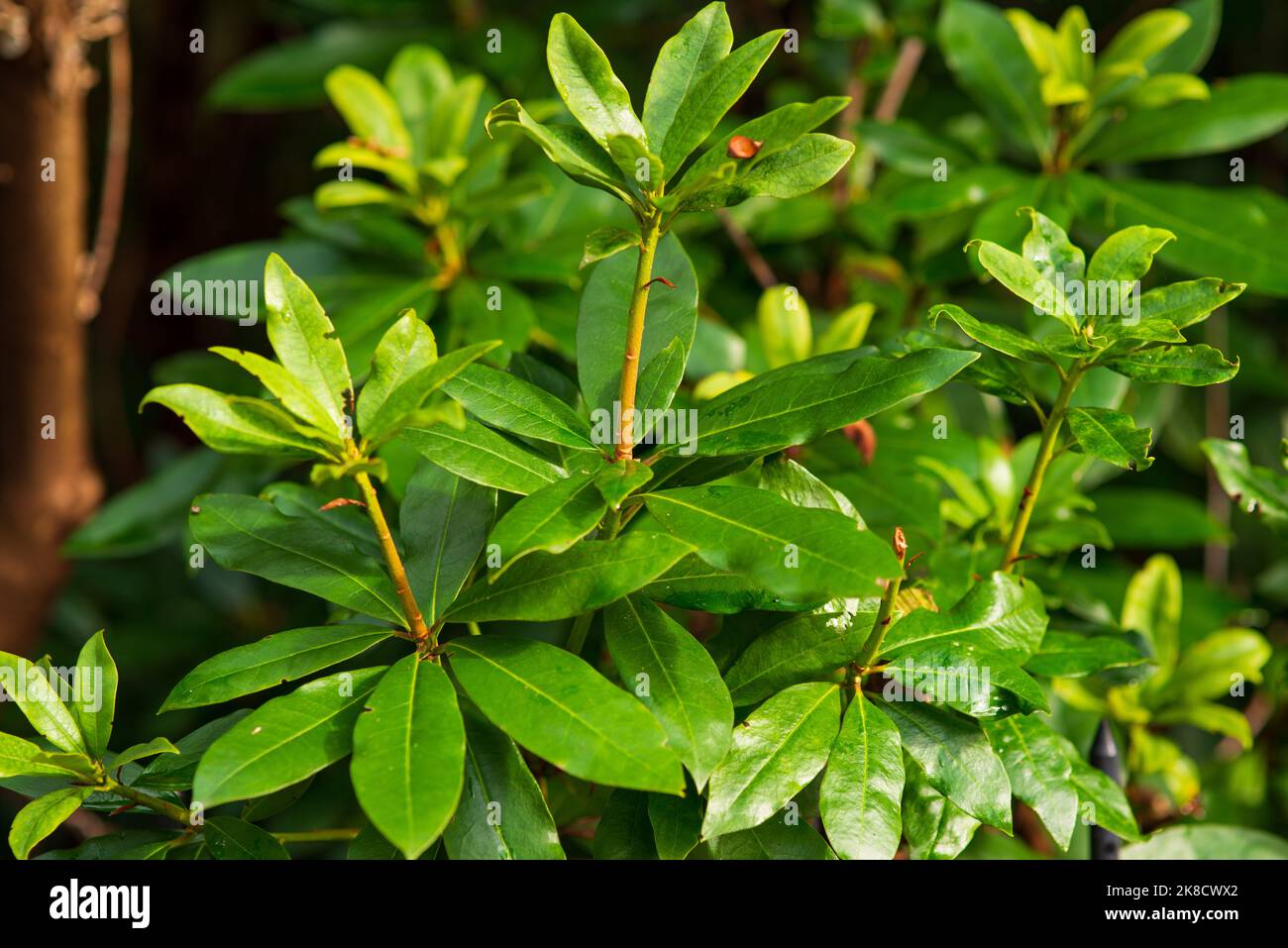 Green rhododendron hi-res stock photography and images - Alamy