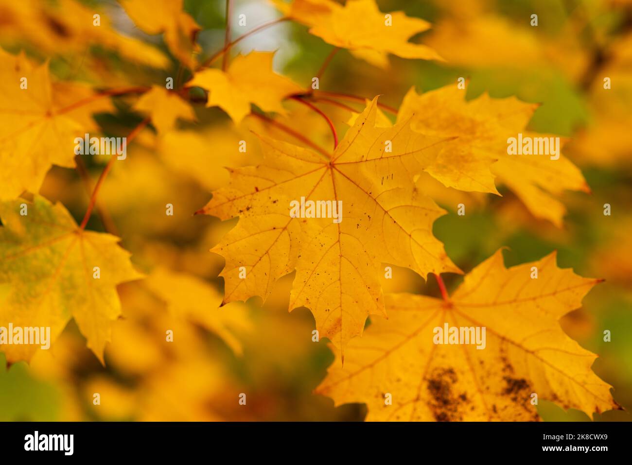 autumn tree with orange maple leaf on branches on day Stock Photo - Alamy