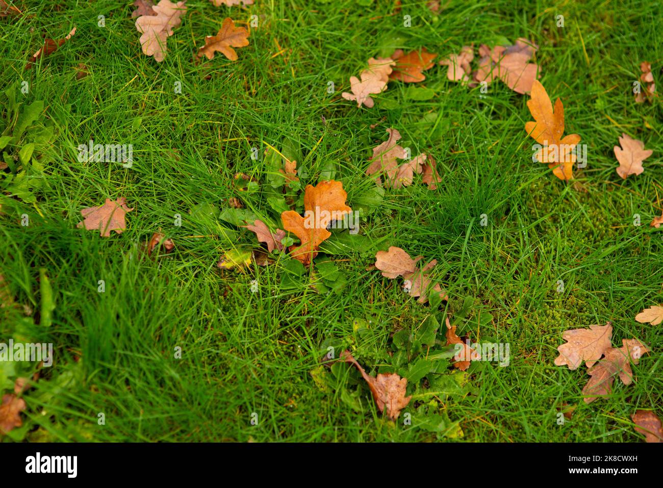 Curly maple hi-res stock photography and images - Alamy
