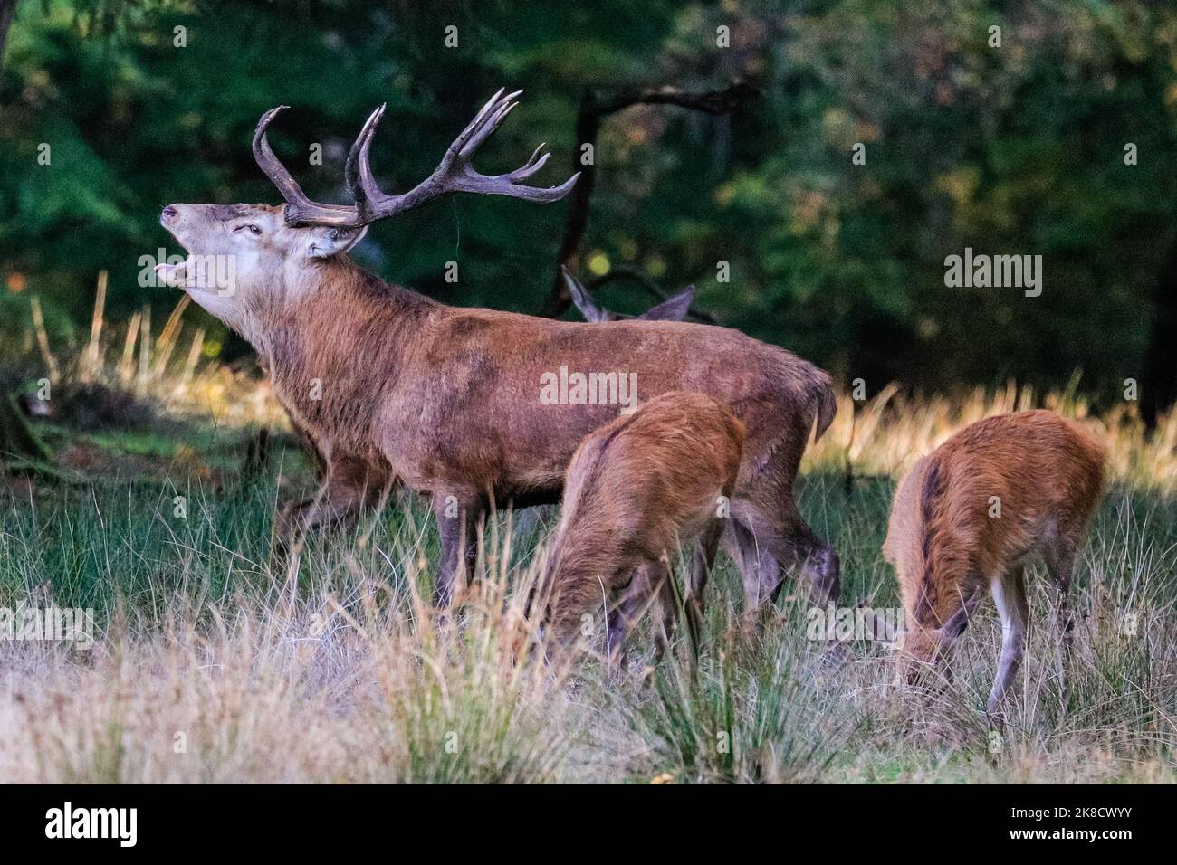 Duelmen, NRW, Germany. 22nd Oct, 2022. A dominant red deer stag (cervus ...