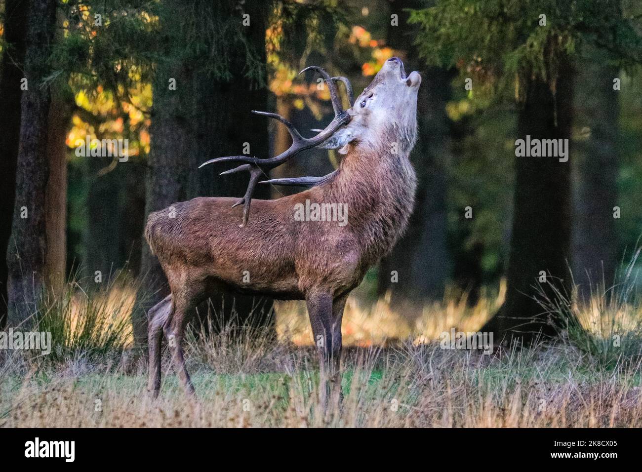 Roaring stag with hi-res stock photography and images - Alamy