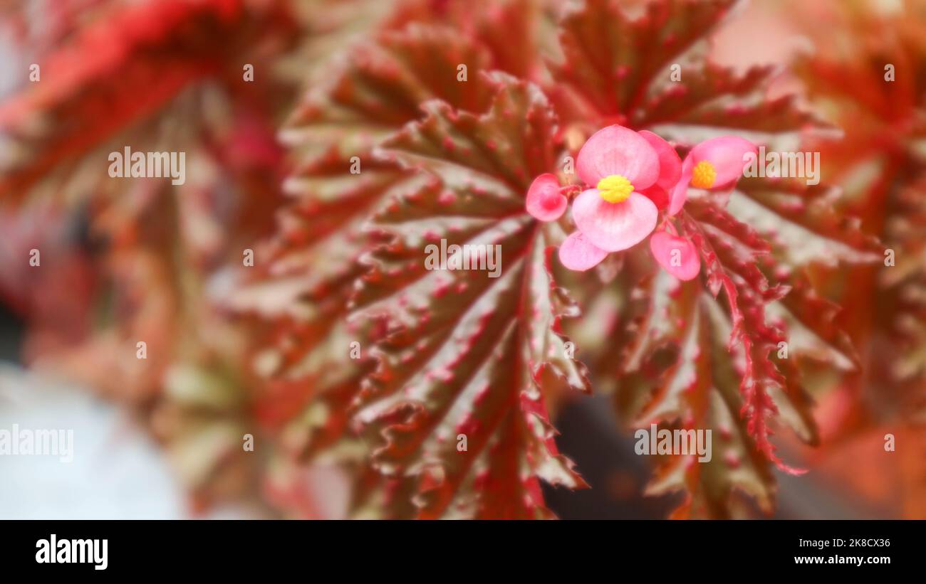Beautiful Pink Begonia flower with Red leaves Stock Photo - Alamy