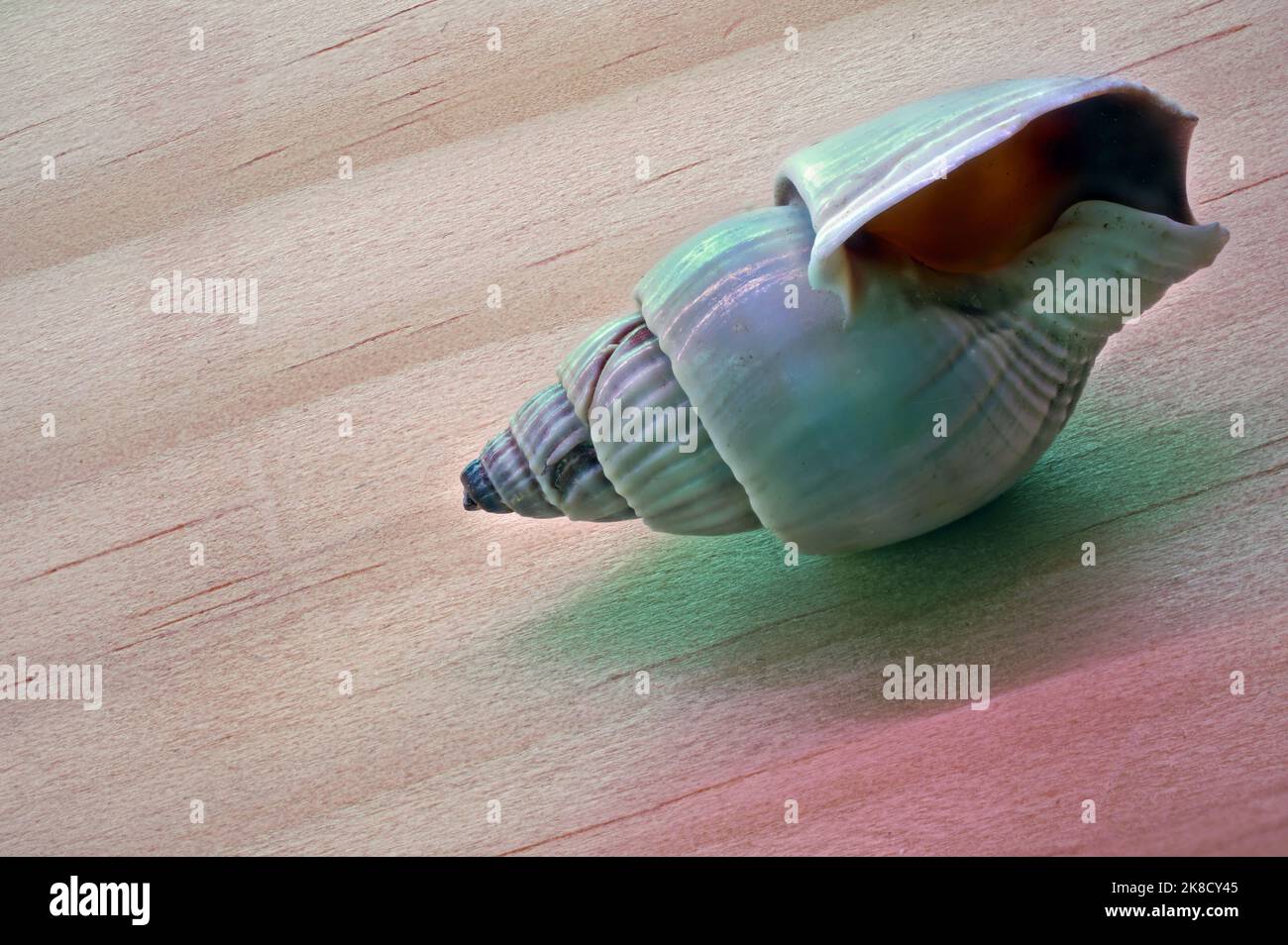 Single Seashell on natural wood Stock Photo - Alamy