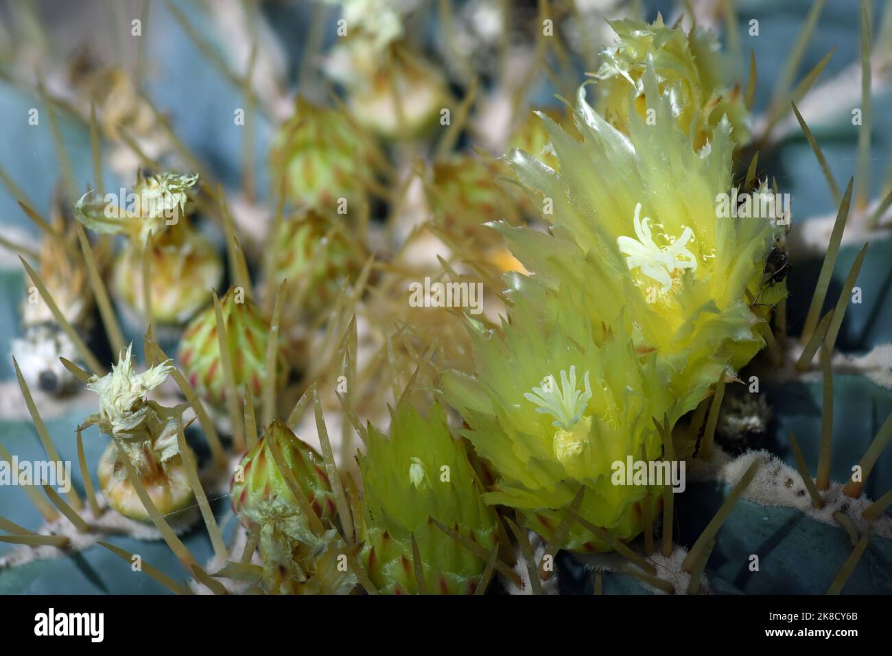 Blue Barrel Cactus Flower from a botanical garden in New Mexico Stock ...