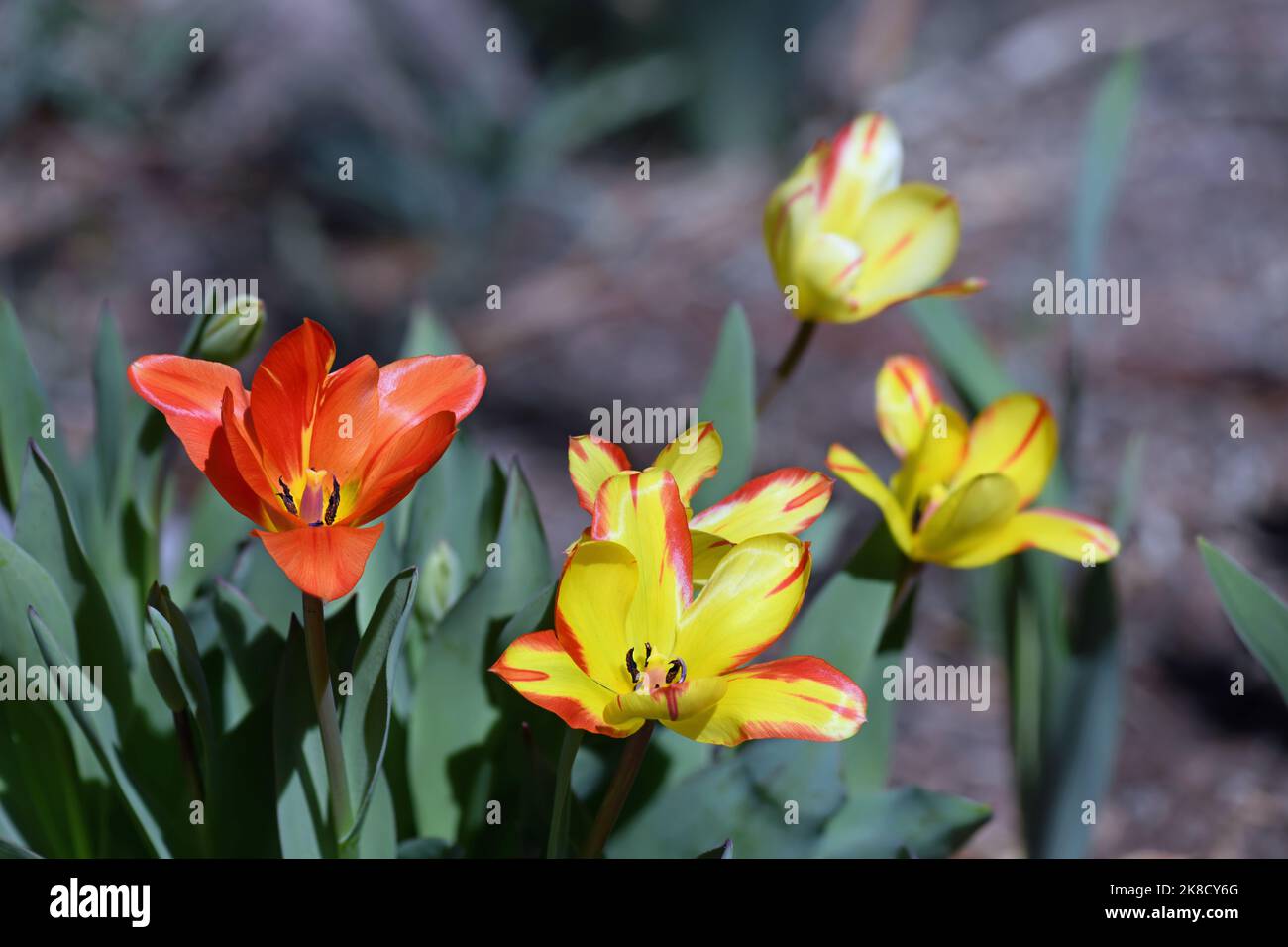 Yellow Variegated Tulip from a botanical Garden in New Mexico Stock ...
