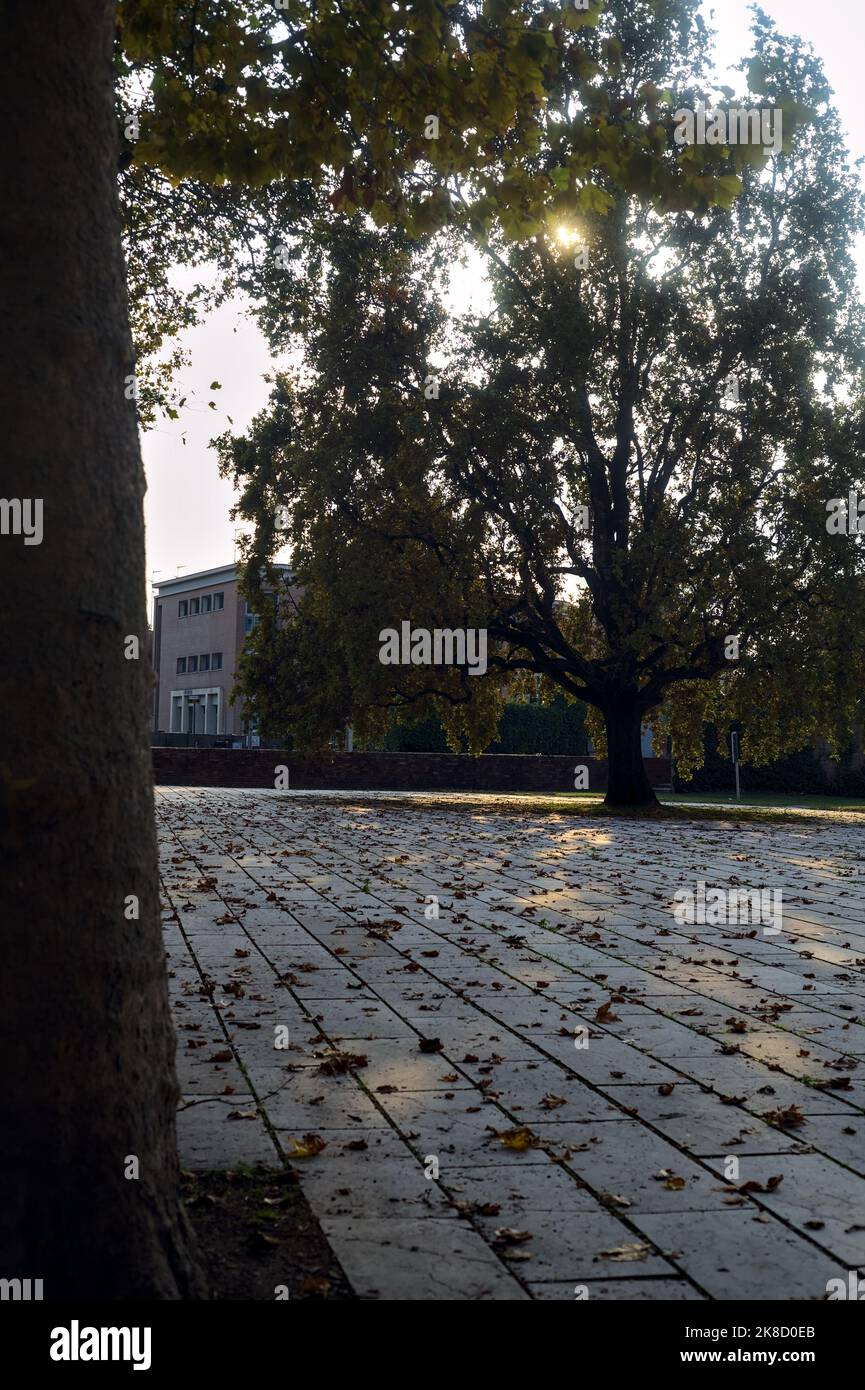Maple tree in a paved square at sunset Stock Photo - Alamy