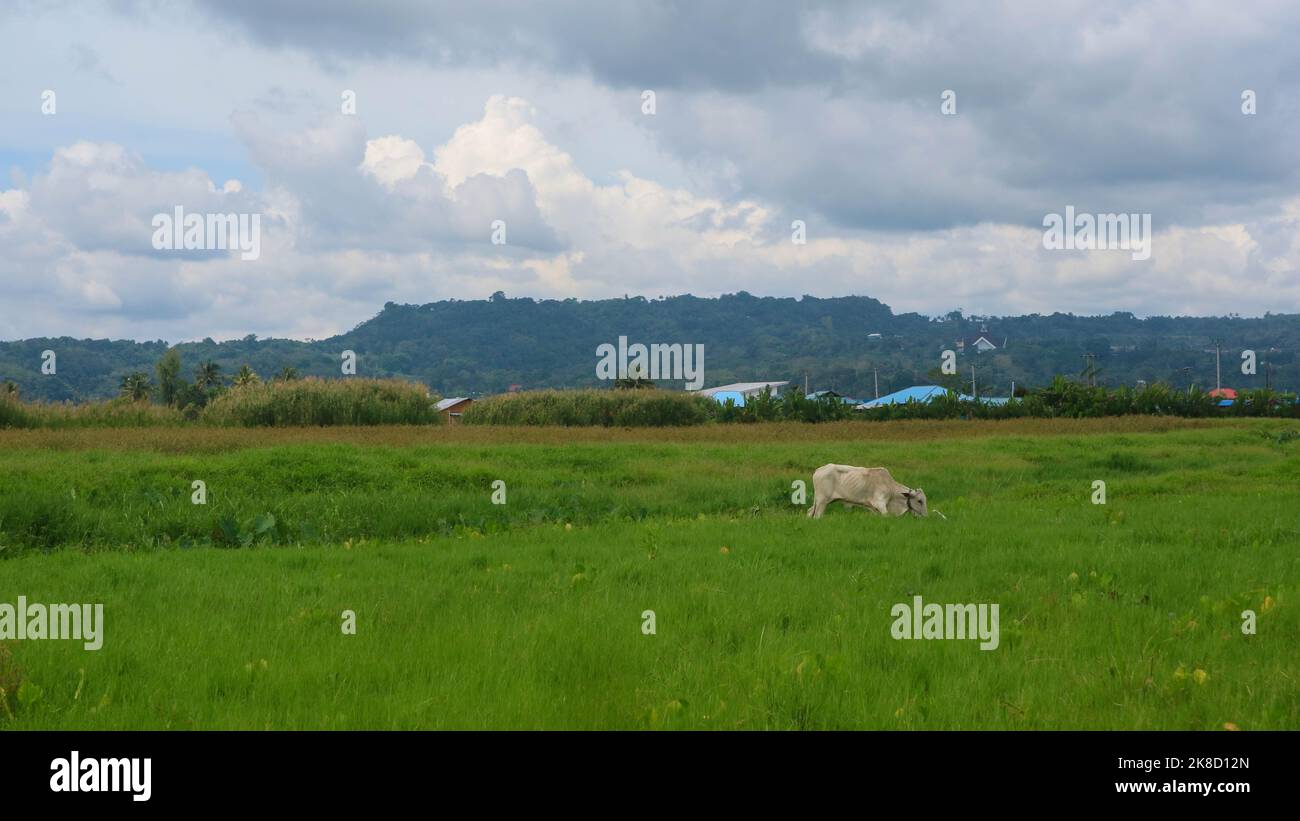 cows in the middle of the rice field Stock Photo - Alamy