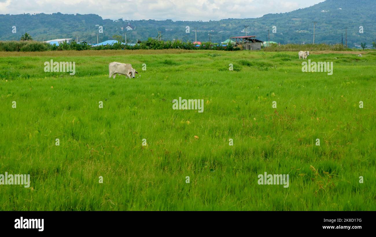 cows in the middle of the rice field Stock Photo - Alamy
